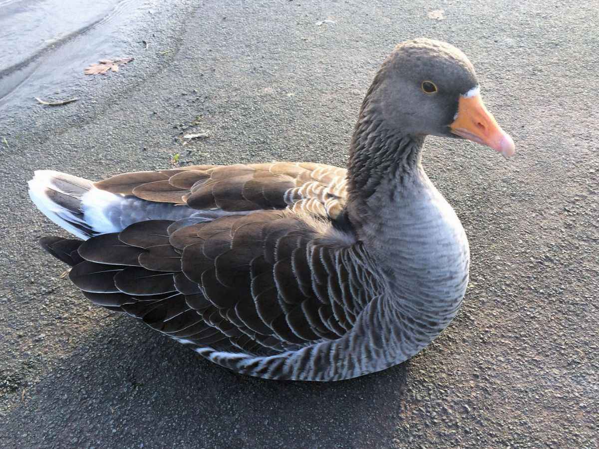 Die 13 besten Gänserassen für Anfänger – mit Bildern – huehner-welt