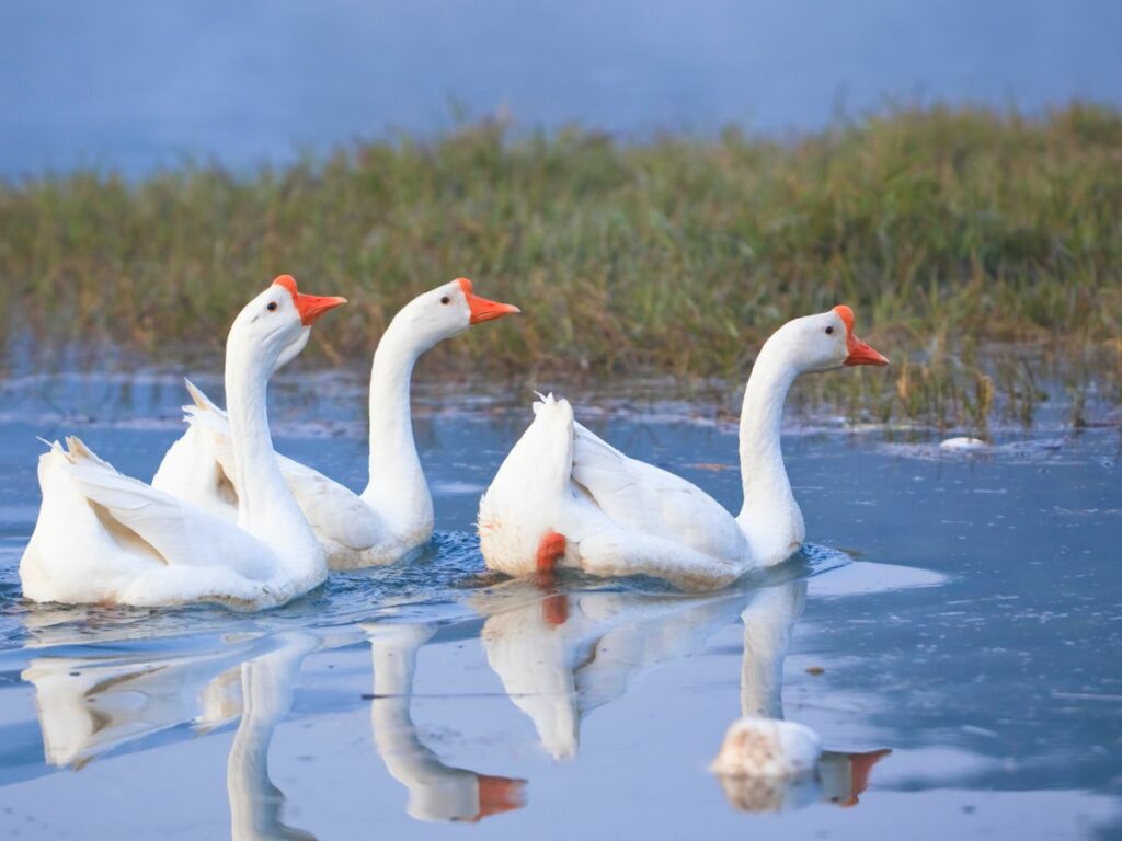 Die 13 besten Gänserassen für Anfänger – mit Bildern – huehner-welt