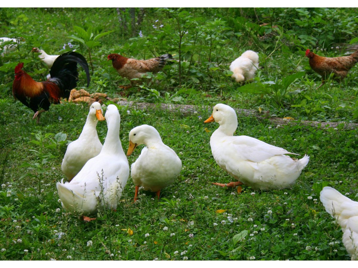 Können Hühner und Enten zusammen leben? – 5 wichtige Faktoren – huehner ...