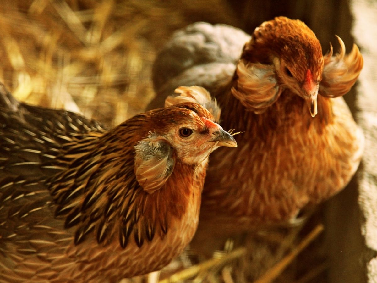 Welche Hühner legen grüne Eier? – Vollständiger Guide zu allen ...