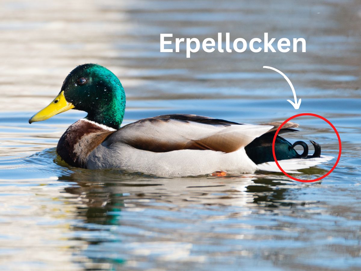 Geschlecht bei Enten und Entenküken bestimmen – huehner-welt