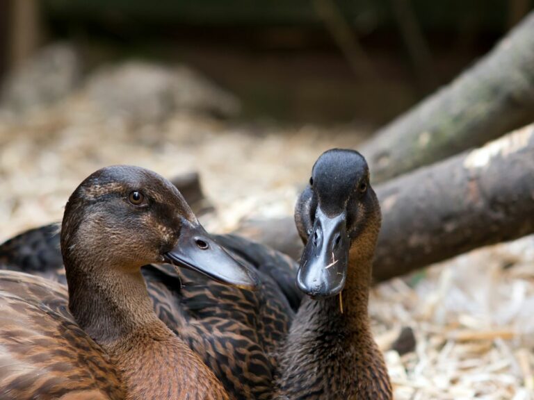 Die 6 besten Entenrassen für Anfänger (mit Bildern) – huehner-welt