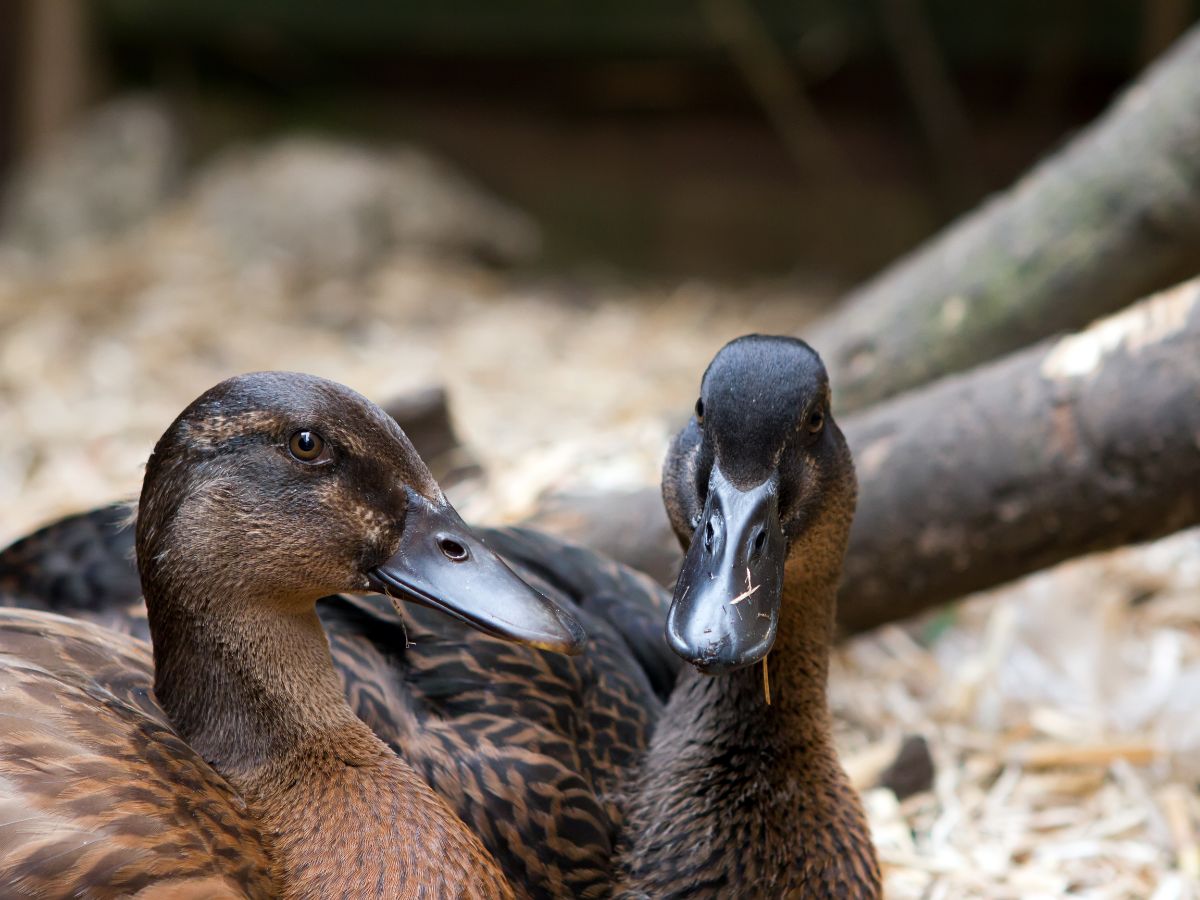 Die 6 besten Entenrassen für Anfänger (mit Bildern) – huehner-welt