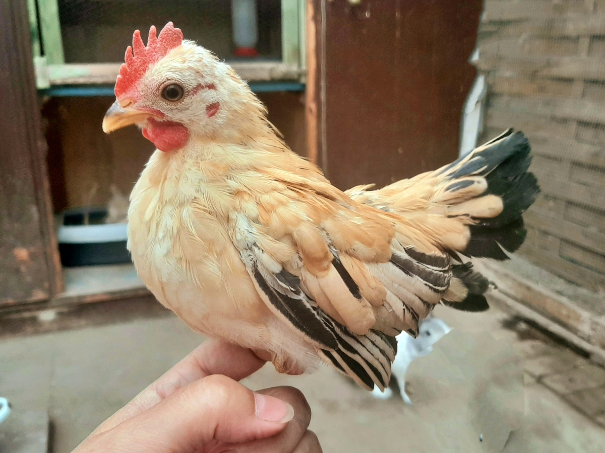 Die 14 besten Zwerghühnerrassen für Anfänger – mit Bildern – huehner-welt