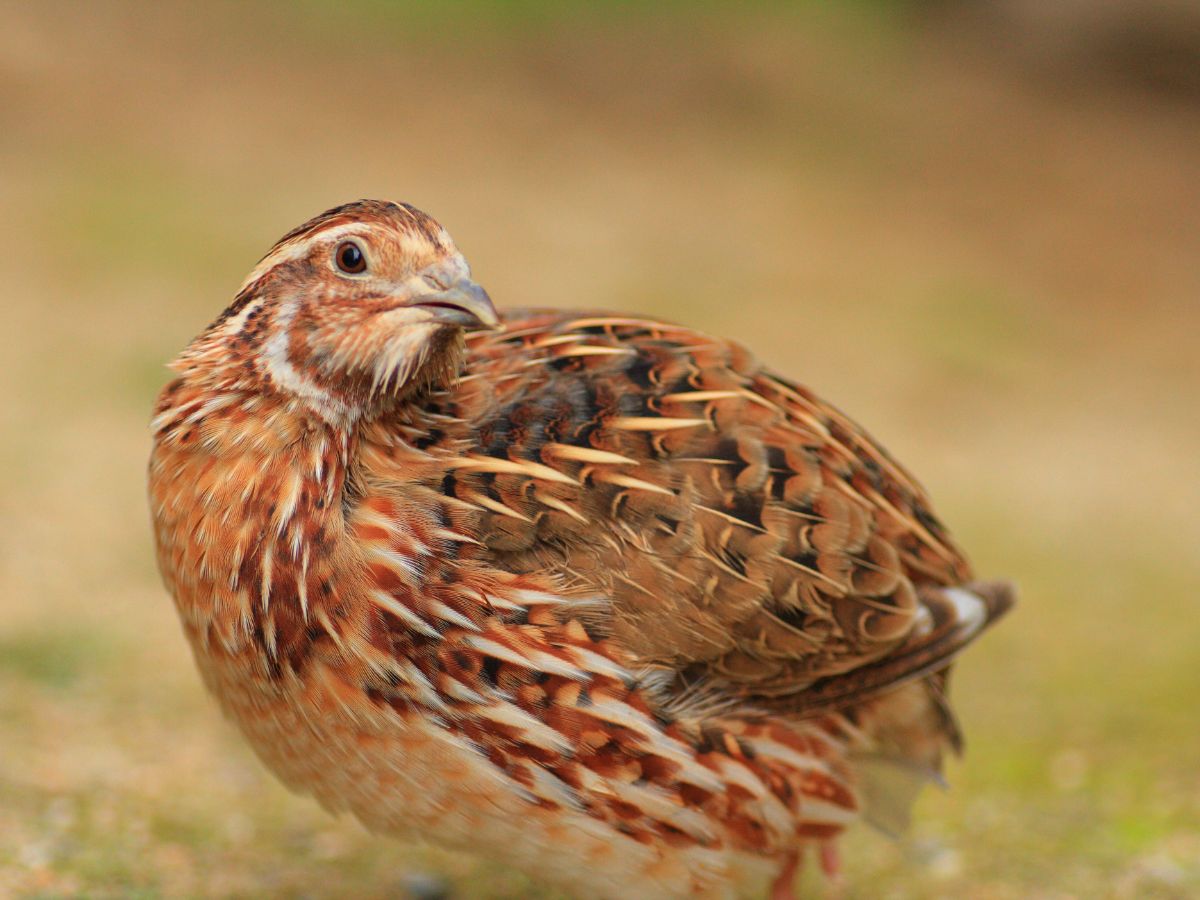 Die 5 besten Wachtelrassen für Anfänger (Mit Bildern) – huehner-welt