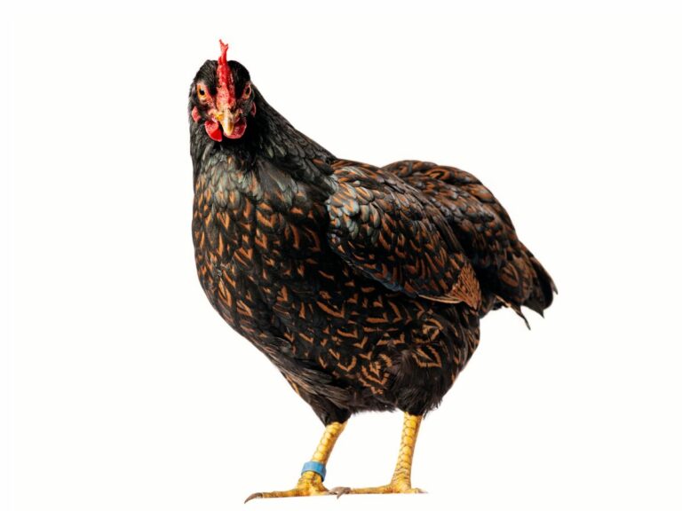 Die 14 besten Zwerghühnerrassen für Anfänger – mit Bildern – huehner-welt