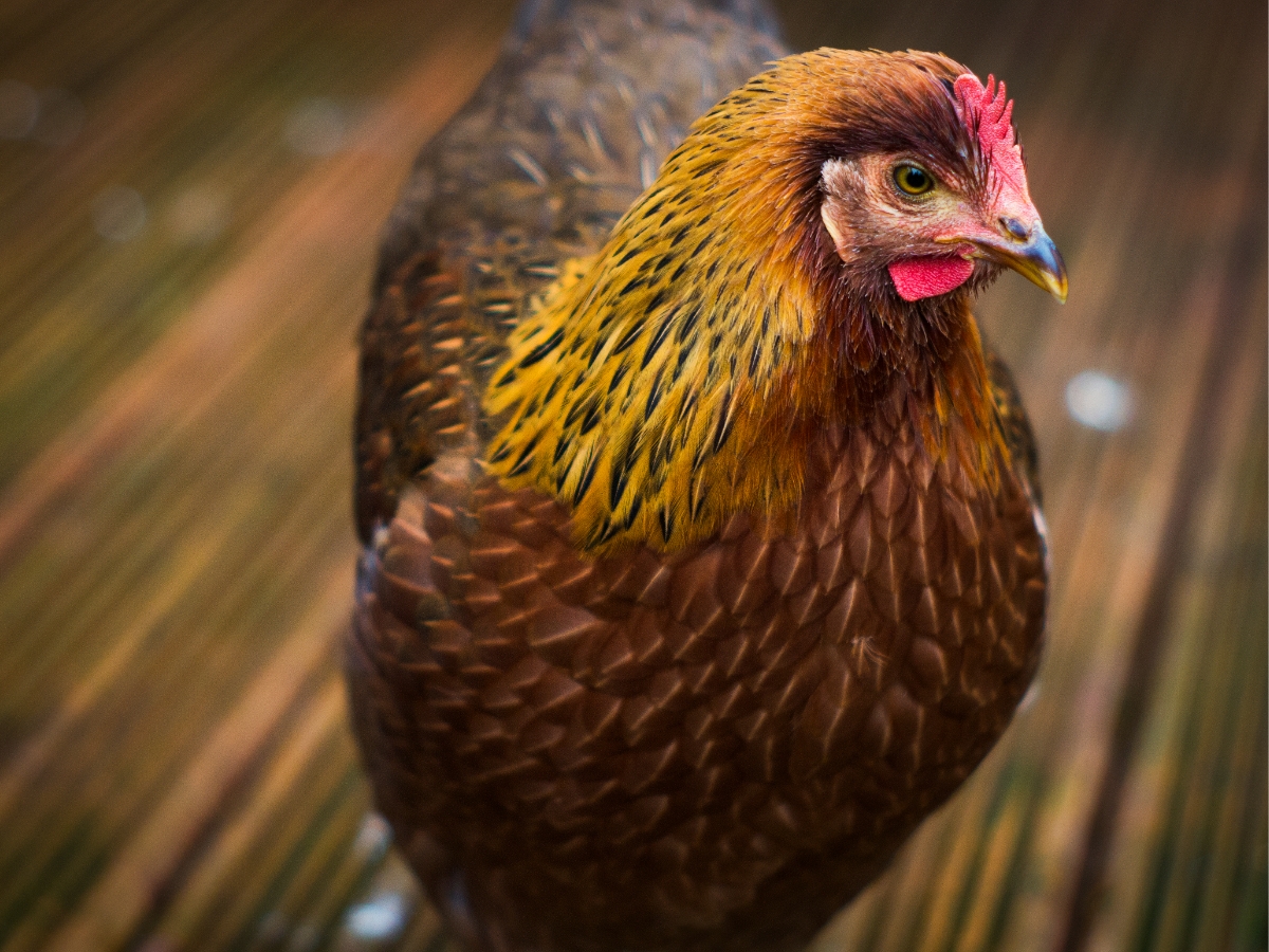 Rassenportrait Zwerg-Welsumer – das populärste Zwerghuhn in Deutschland ...