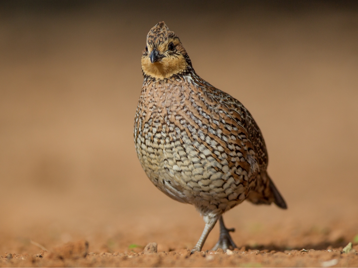 Die 5 besten Wachtelrassen für Anfänger (Mit Bildern) – huehner-welt