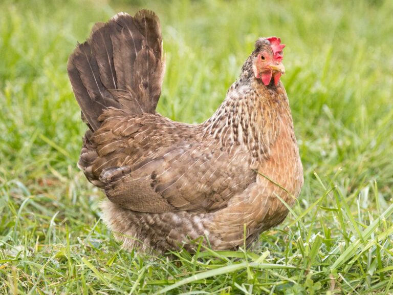 Top 7 Hühnerrassen die blaue Eier legen – huehner-welt