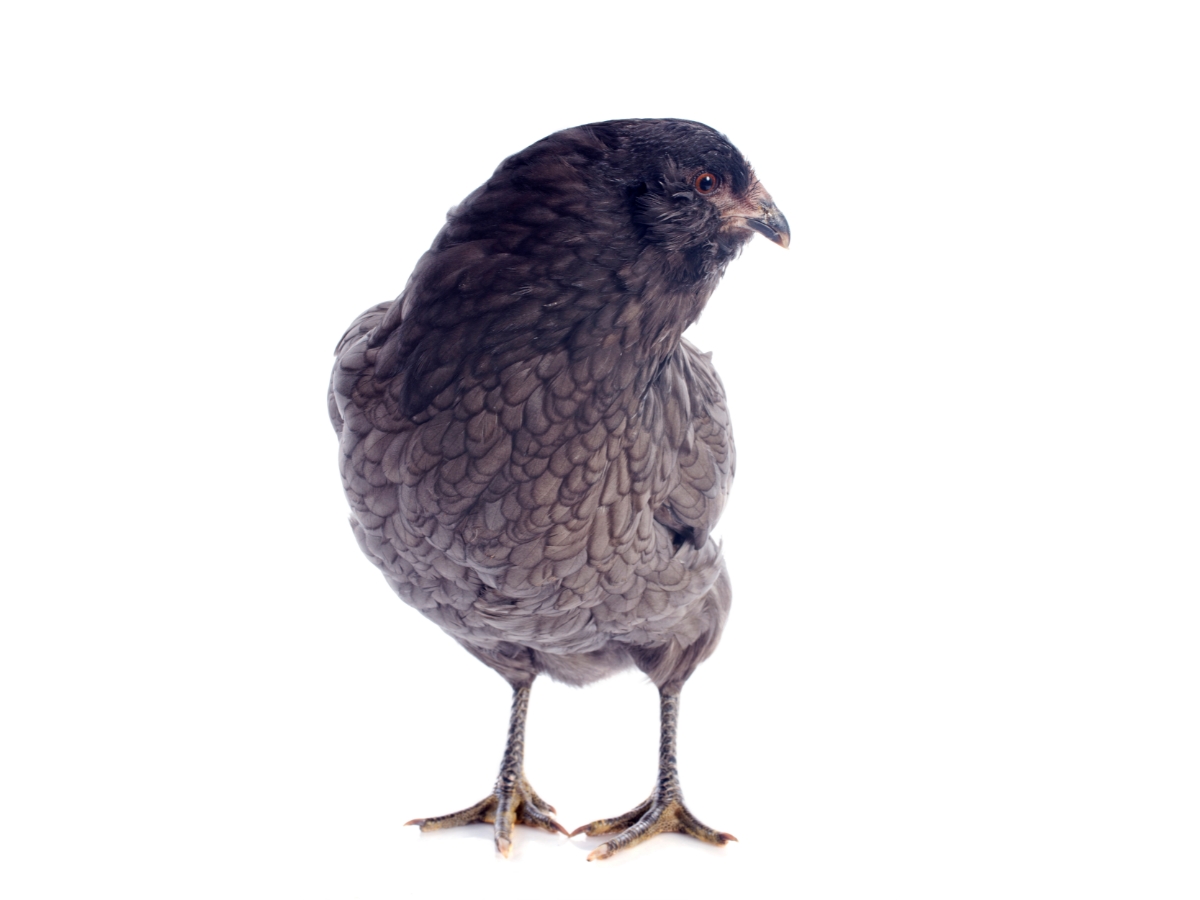 Welche Hühner legen grüne Eier? – Vollständiger Guide zu allen ...