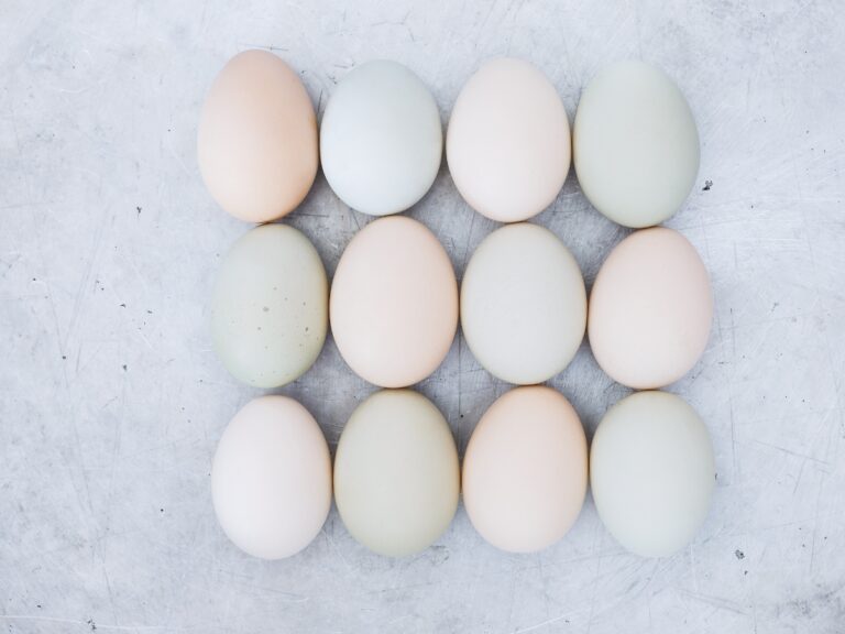 Rasseportrait Ameraucana Hühner – Friedliche “Blauleger” aus Amerika ...