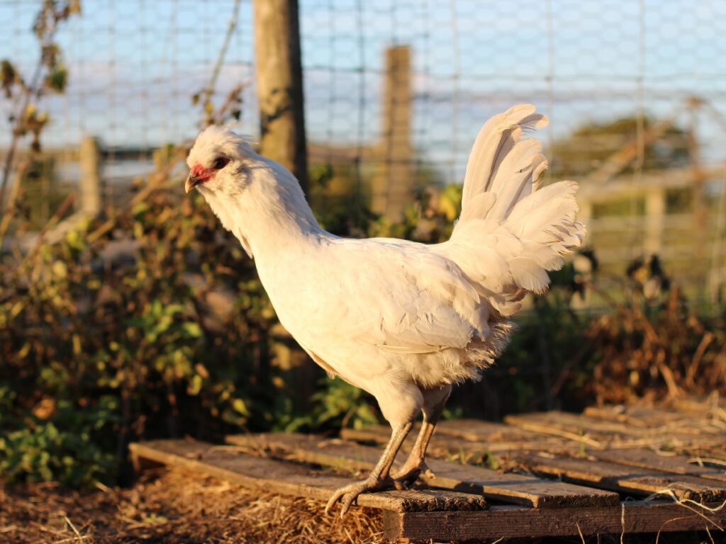 Rasseportrait Ameraucana Hühner – Friedliche “Blauleger” aus Amerika ...