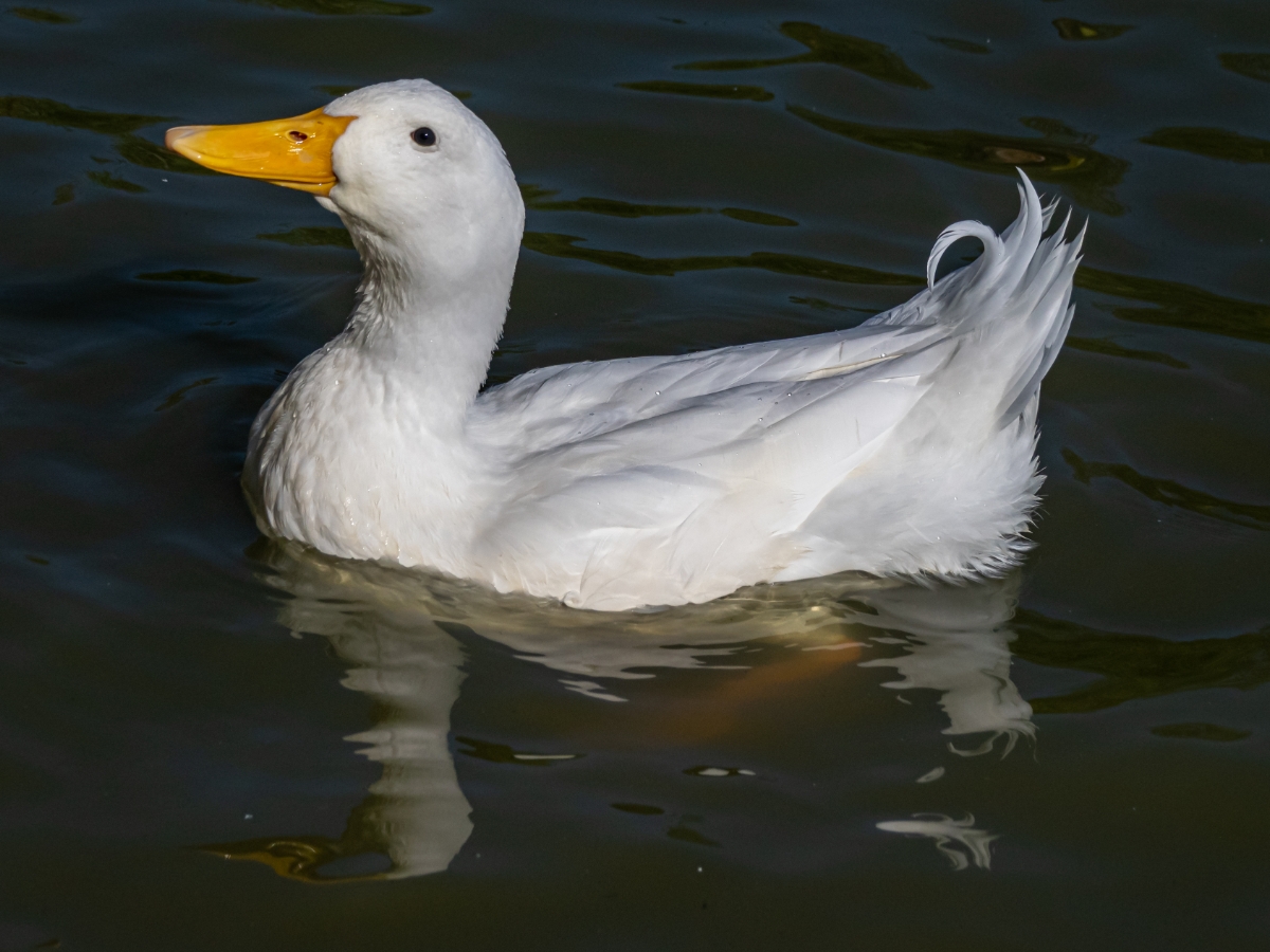 Die 6 besten Entenrassen für Anfänger (mit Bildern) – huehner-welt