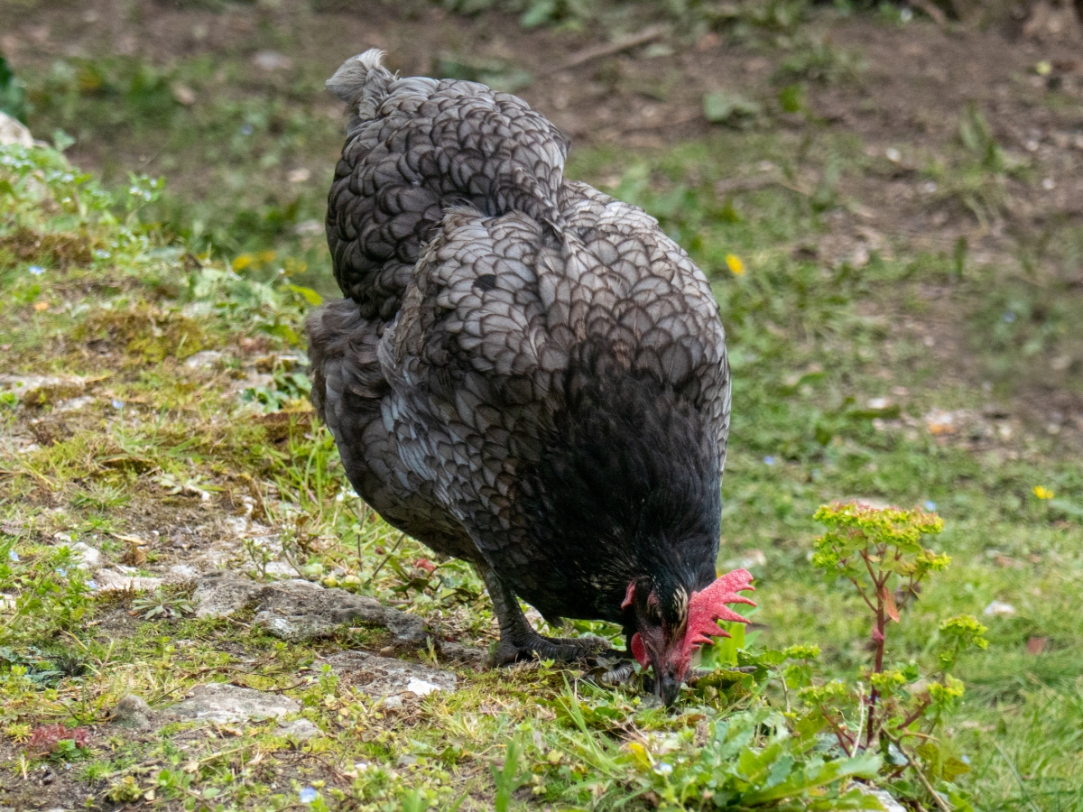 Australorps – sanftmütige Legehennen aus Down Under – huehner-welt