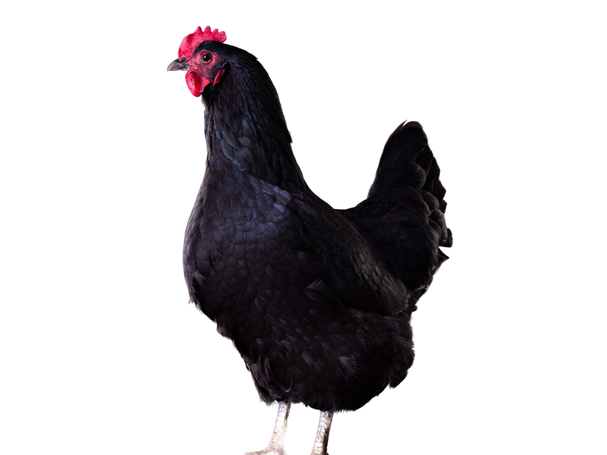 Australorps – sanftmütige Legehennen aus Down Under – huehner-welt