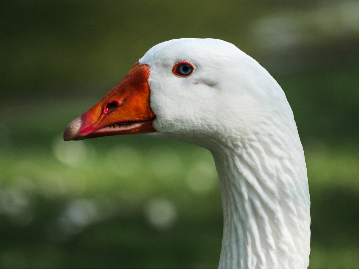 Emdener Gans – größte deutsche Hausgans – huehner-welt