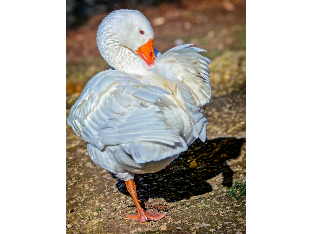 Emdener Gans – größte deutsche Hausgans – huehner-welt