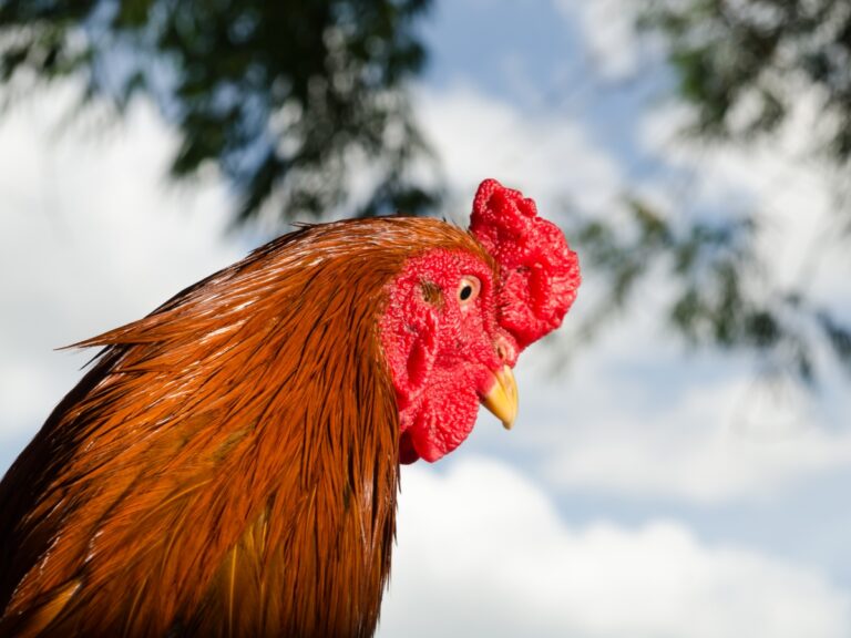 Malaien – uralte Riesen-Kampfhühner – huehner-welt
