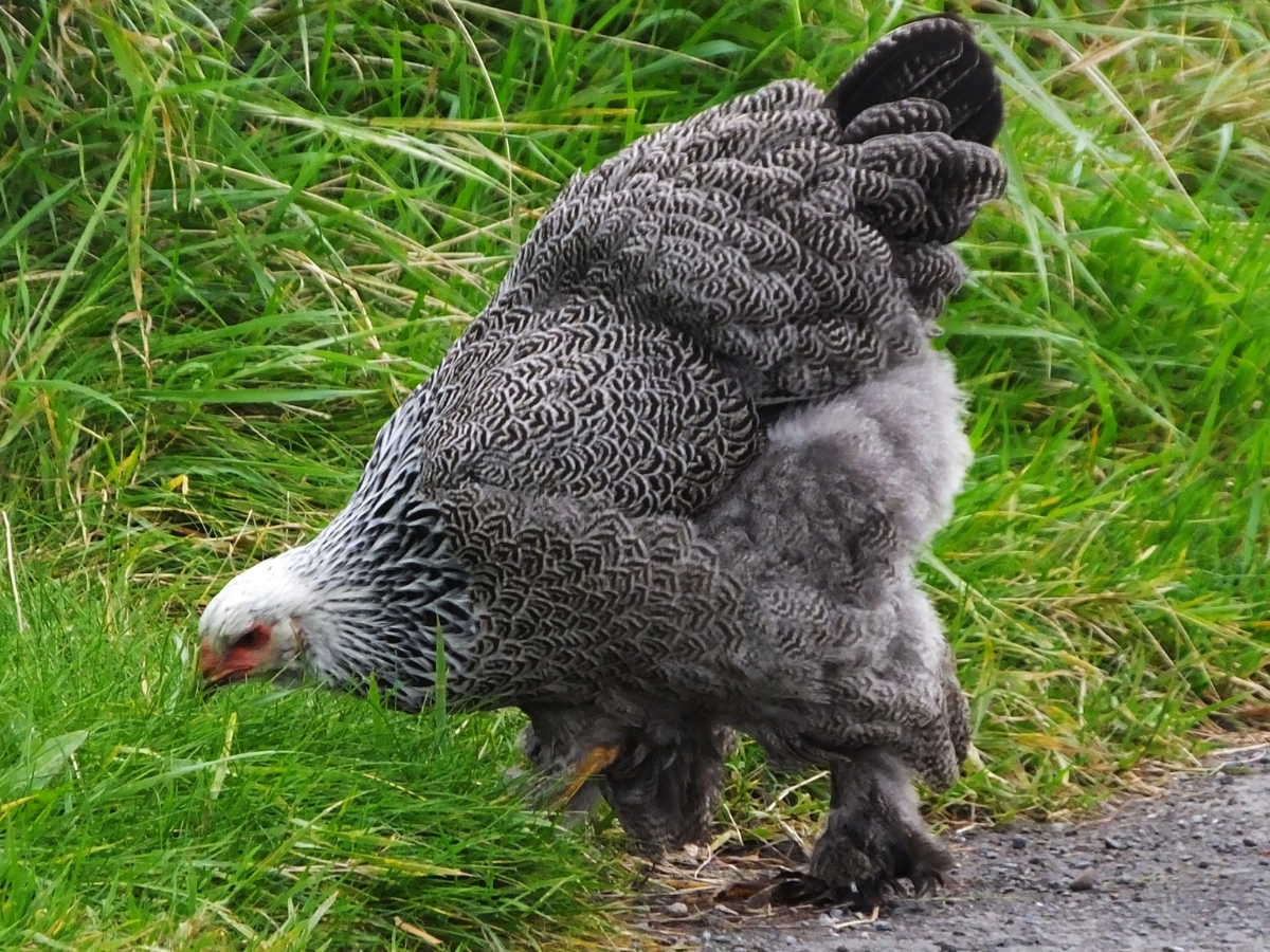 Brahma – sanftmütige Riesenhühner – huehner-welt
