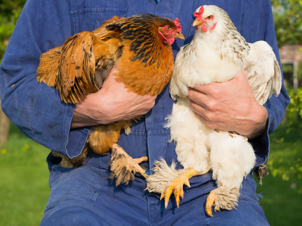 Sundheimer – ältestes Zweinutzungshuhn in Deutschland – huehner-welt