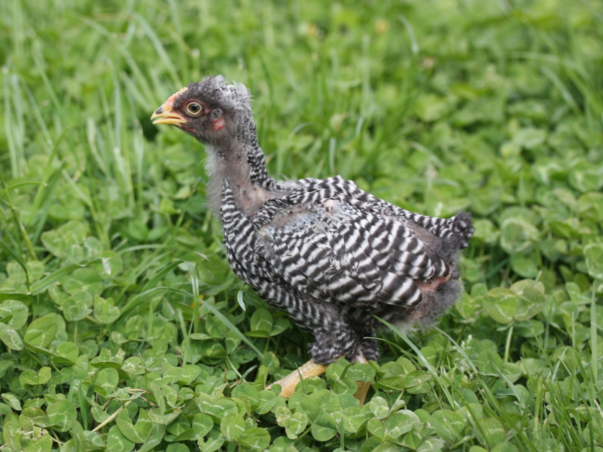 Amrock Hühner – Entspannte gestreifte Zweinutzungshühner – huehner-welt