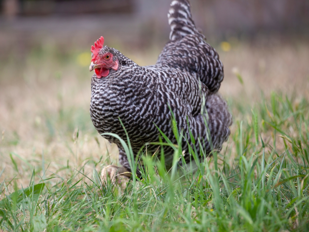 Amrock Hühner – Entspannte gestreifte Zweinutzungshühner – huehner-welt